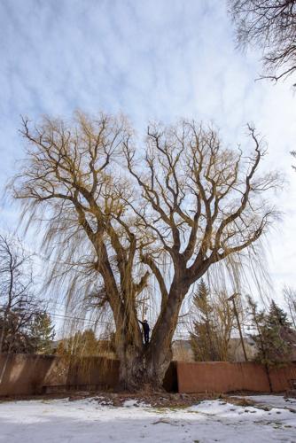 Taking care of Taos trees helps community flourish | News | taosnews.com