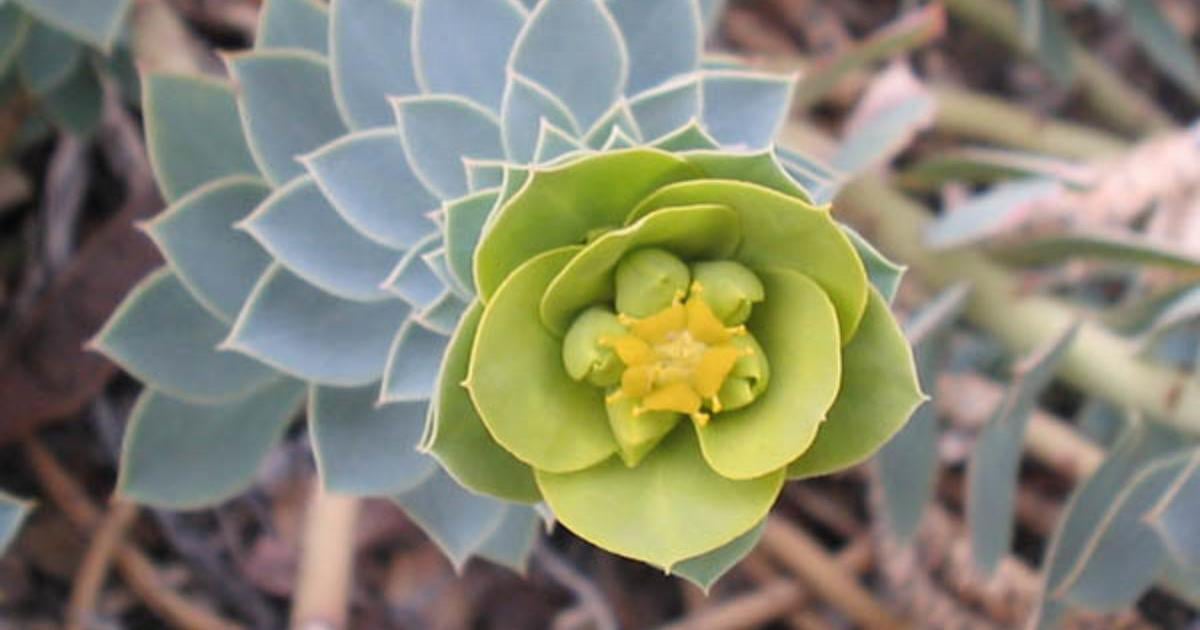 Weed of the Month: Myrtle Spurge (Euphorbia myrsinites) | Home & Garden ...