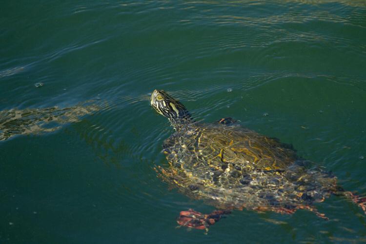 Conservation group sues feds to protect Rio Grande turtle | Environment ...
