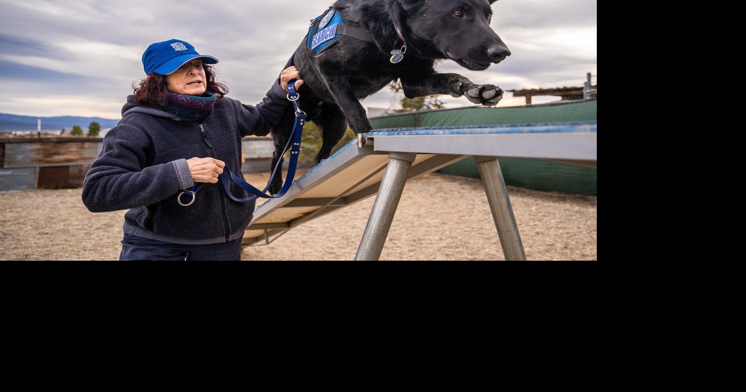 Search and rescue K9 unit keeps training front and center | Animals in ...