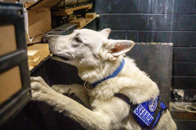 Search and rescue K9 unit keeps training front and center | Animals in ...