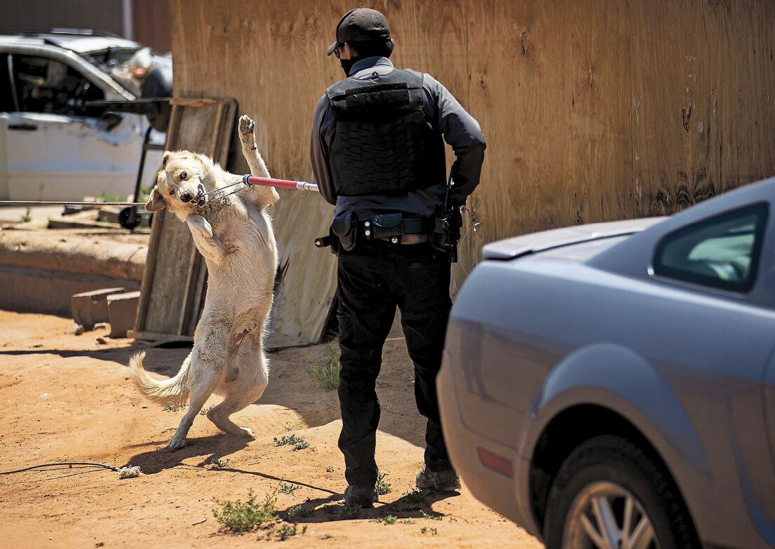 From friend to foe: Free-roaming dogs overrun Navajo Nation | Animals ...
