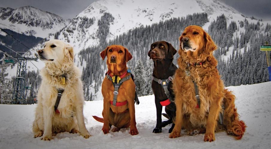 Helping save lives: Taos Avalanche Rescue Dogs | Discover Taos ...