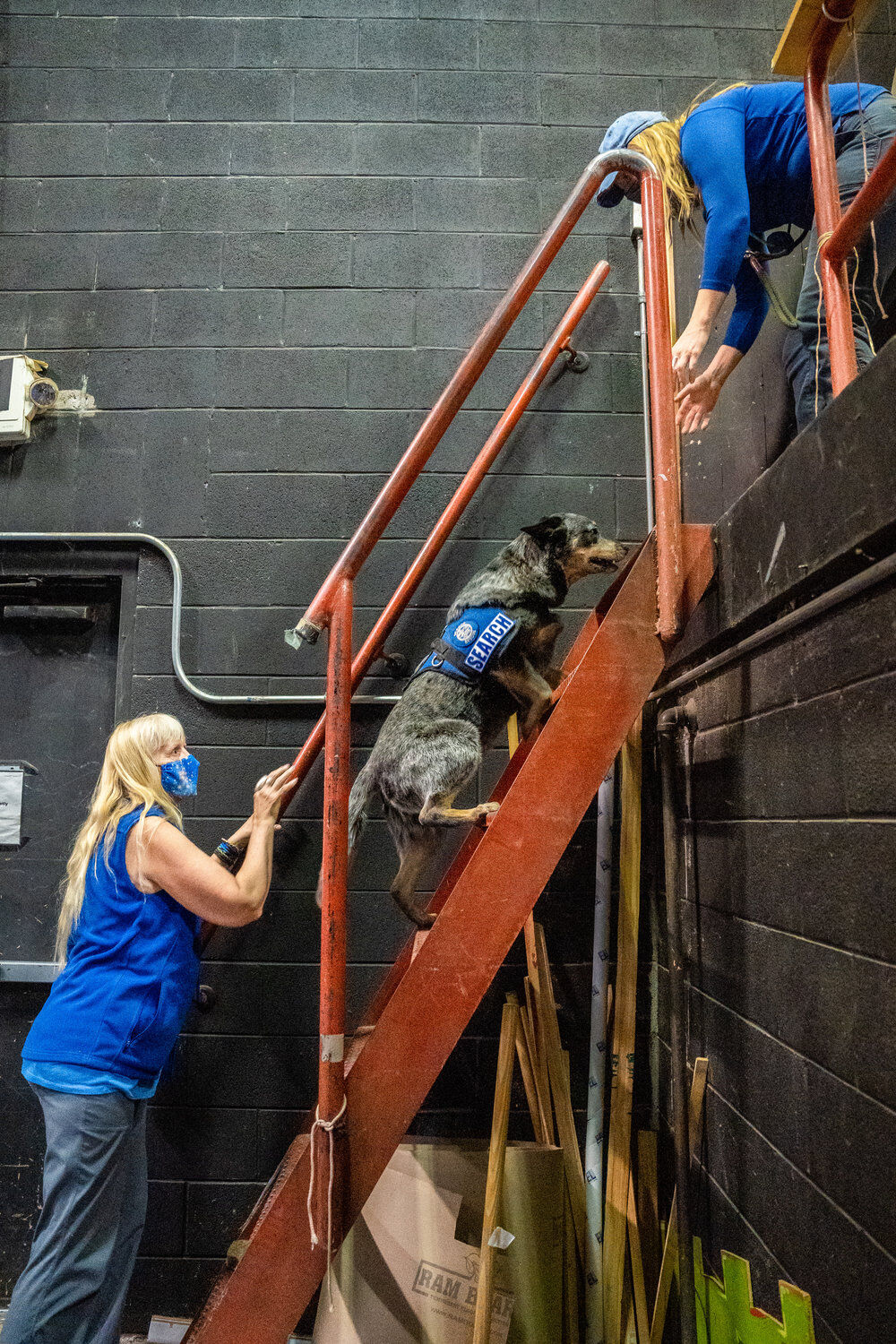Search and rescue K9 unit keeps training front and center | Animals in ...
