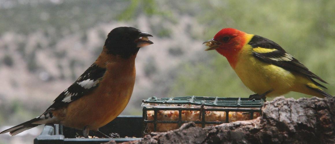 Songbird migration: A springtime miracle | La Vida | taosnews.com