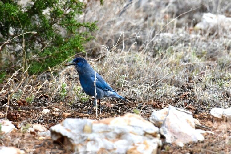 Decision on pinyon jay protections pushed to 2028 | Environment ...