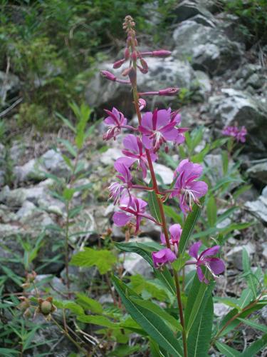 Taos native plants: Some wildflowers and a mushroom | La Vida ...