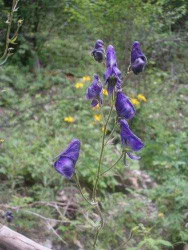Taos native plants: Some wildflowers and a mushroom | La Vida ...