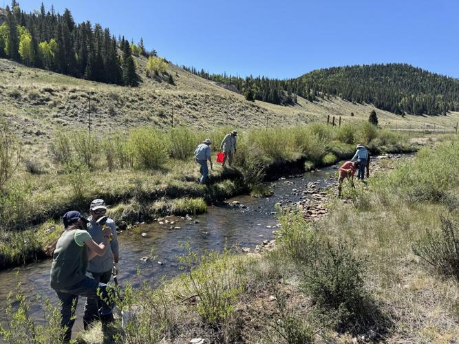 Willow trees key to Rio San Antonio, native fish habitat restoration ...