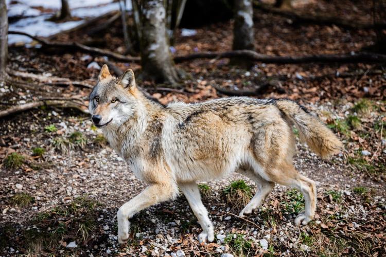 Male Mexican wolf captured near Gallina | Animals in the News ...