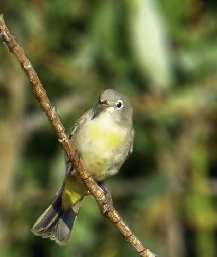 Long-distance flyer lands in Taos | Environment | taosnews.com