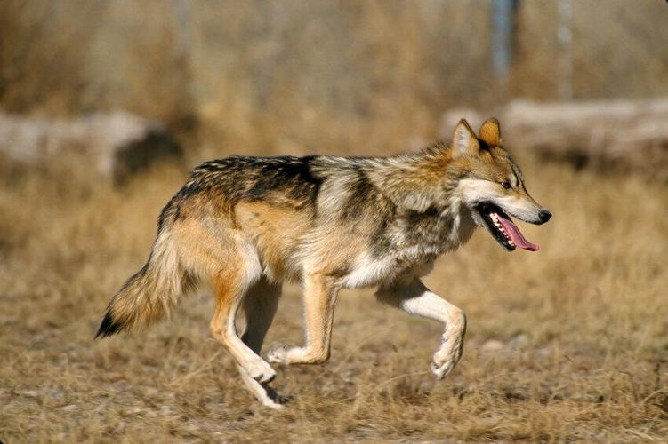 Legislation seeks to delist Mexican wolves | Environment | taosnews.com