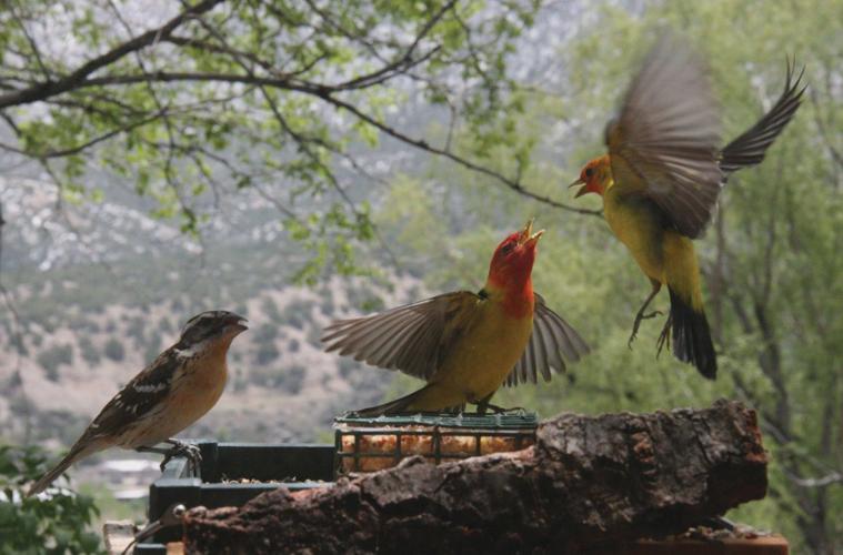Songbird migration: A springtime miracle | La Vida | taosnews.com
