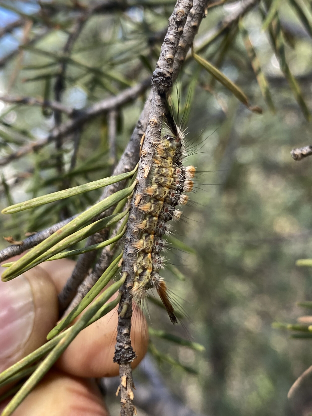 USFS: Tussock moths may trigger allergic reaction | public safety ...