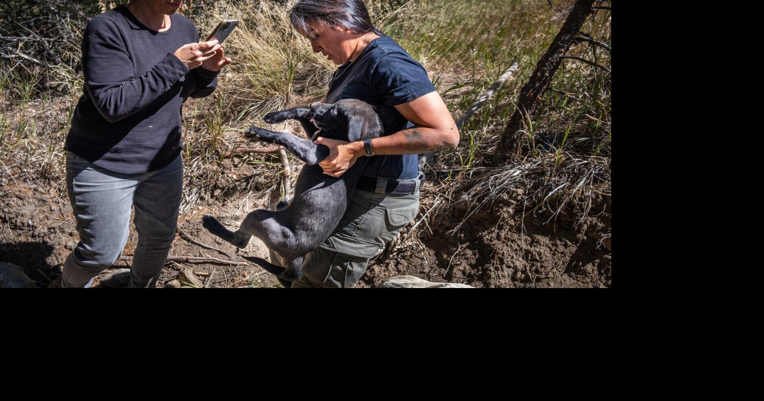 Local animal control officers still swamped in new year | Animals in ...