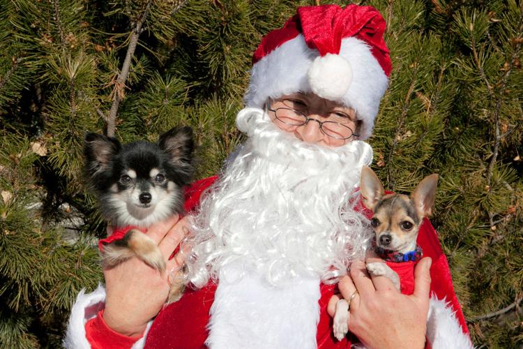 Santa Paws raises funds for Stray Hearts shelter | Local News ...