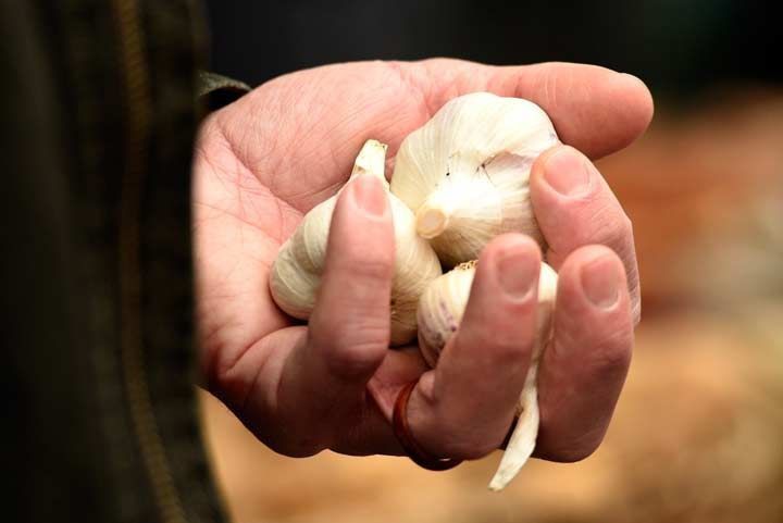 Small New Mexico farmers fight flood of cheap Chinese garlic | News ...