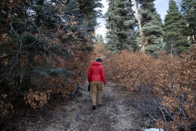 Taos Land Trust acquires 144 acres in El Salto | Environment | taosnews.com