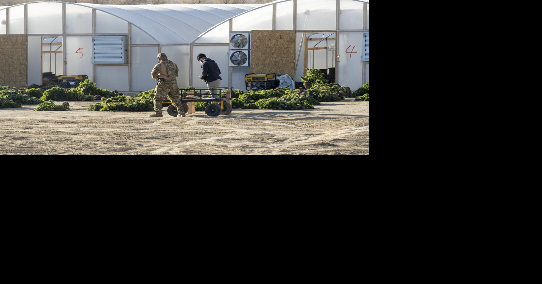 Police raid near Shiprock all but ends an illicit cannabis-growing ...