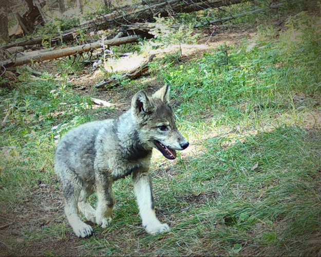 What Colorado gray wolf migration could mean for NM | Animals in the ...