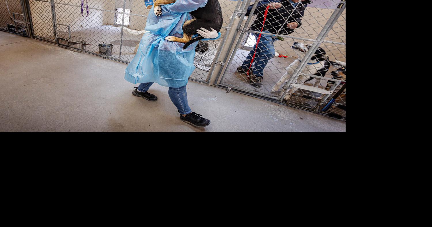 Proposed Colorado rabies rule could wreak havoc on NM shelters ...