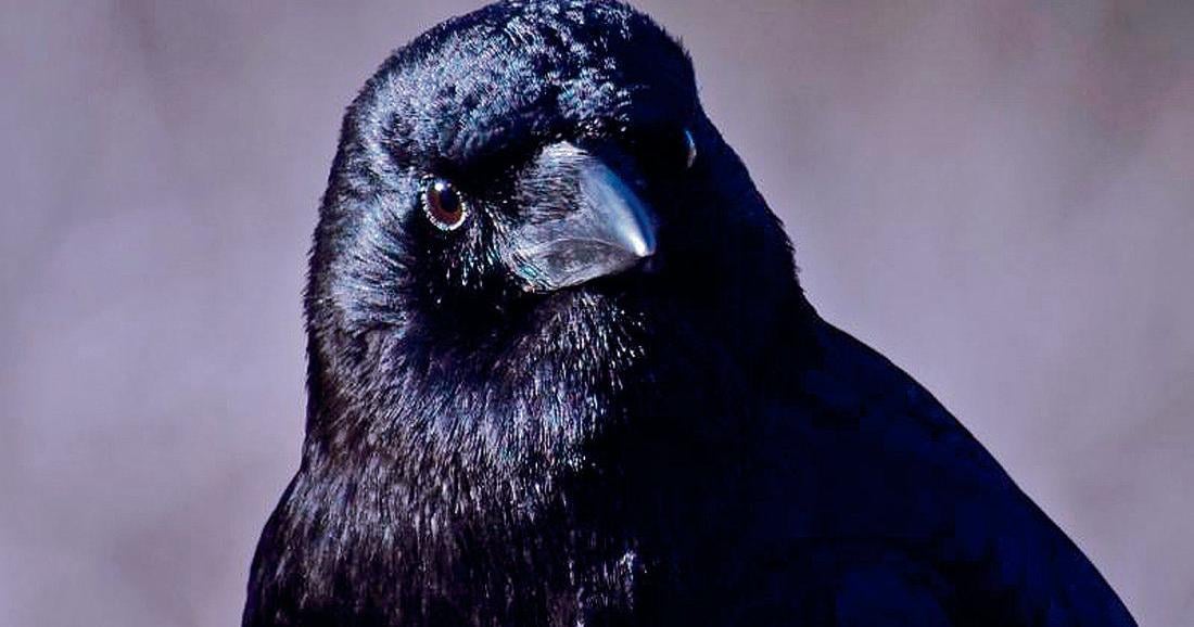 black headed crow