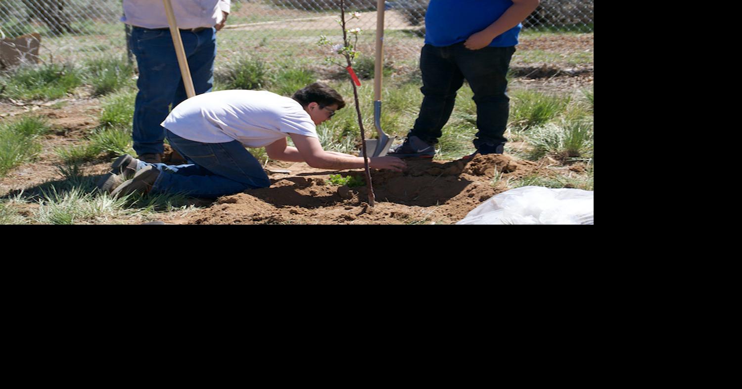 Taking care of Taos trees helps community flourish | News | taosnews.com