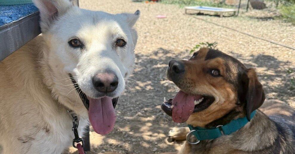 Stray Hearts announces temporary closure | Animals in the News ...