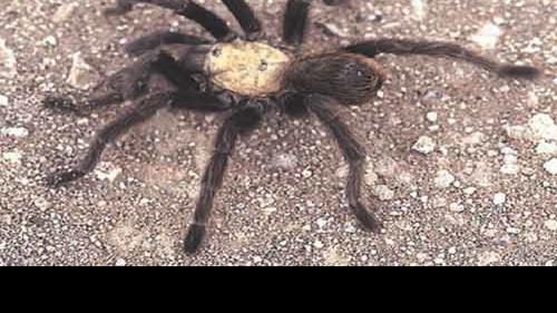 Life cycle of tarantulas: It’s a cold, cruel world out there | News ...