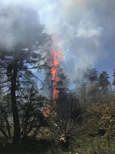 Ten-acre forest fire reported north of El Rito | Environment | taosnews.com
