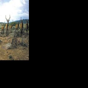 PEOPLE IN PLACES: Raising elk in their homeland | News | taosnews.com