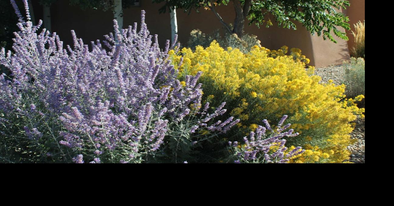 There's gold in Taos: rubber rabbitbrush or chamiso | La Vida ...
