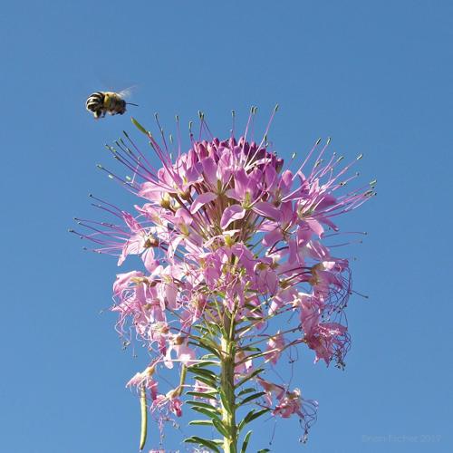 Pollinator decline and what you can do about it | Great-outdoors ...
