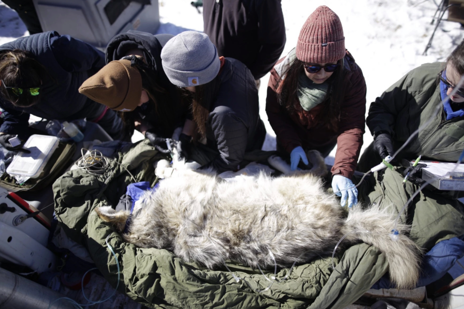 Mexican wolf protections at risk as delisting bills move forward ...