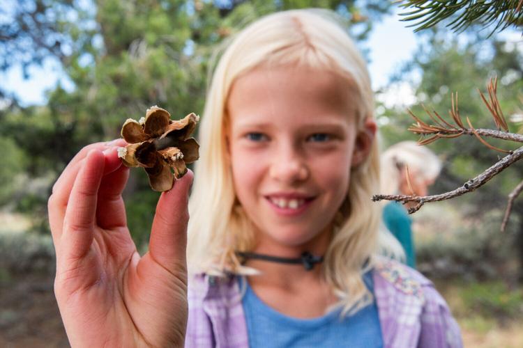 Piñon pickers herald the fall season | Local News | taosnews.com