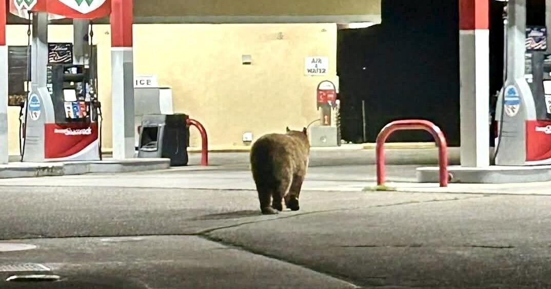Multiple bear sightings reported around Taos | public safety | taosnews.com