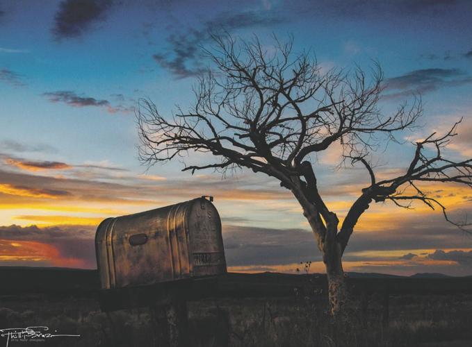 Taos 'Welcome Tree' toppled | Local News | taosnews.com