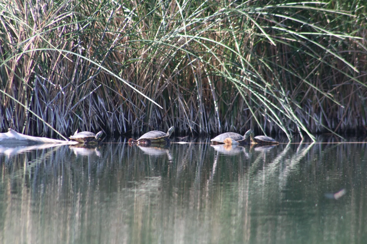 Conservation group sues feds to protect Rio Grande turtle | Environment ...