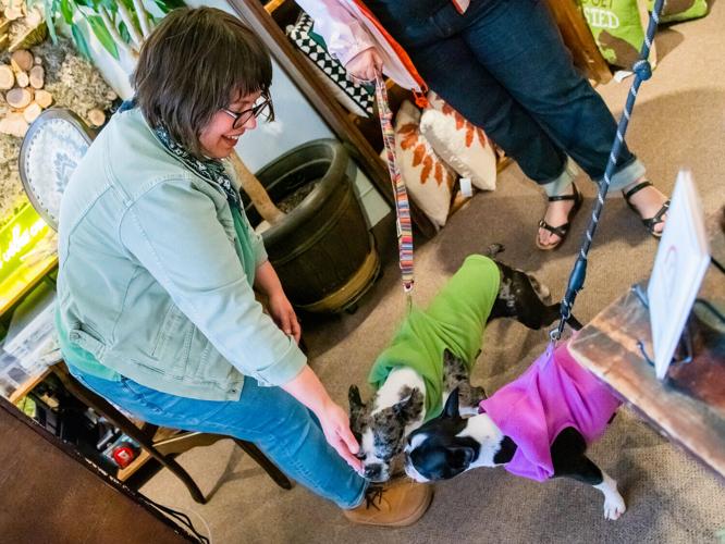Fur-friendliness: Local business owners talk pet policies | Business ...