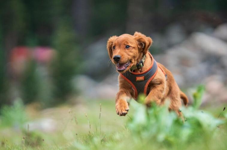 Foundation for 2019 avalanche victim donates first puppy to Taos Ski ...