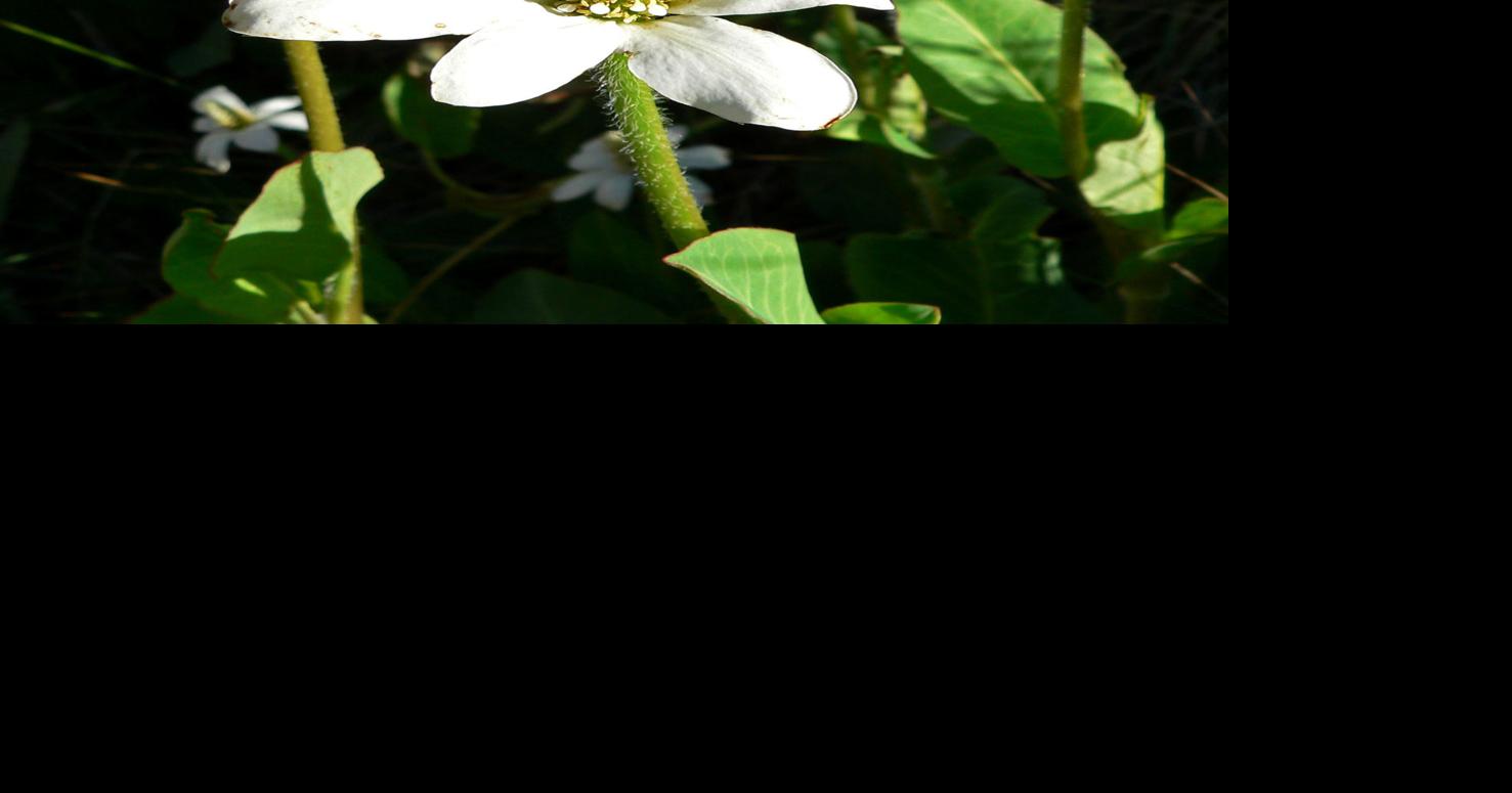 Yerba del manzo: A versatile healing herb | Home & Garden | taosnews.com