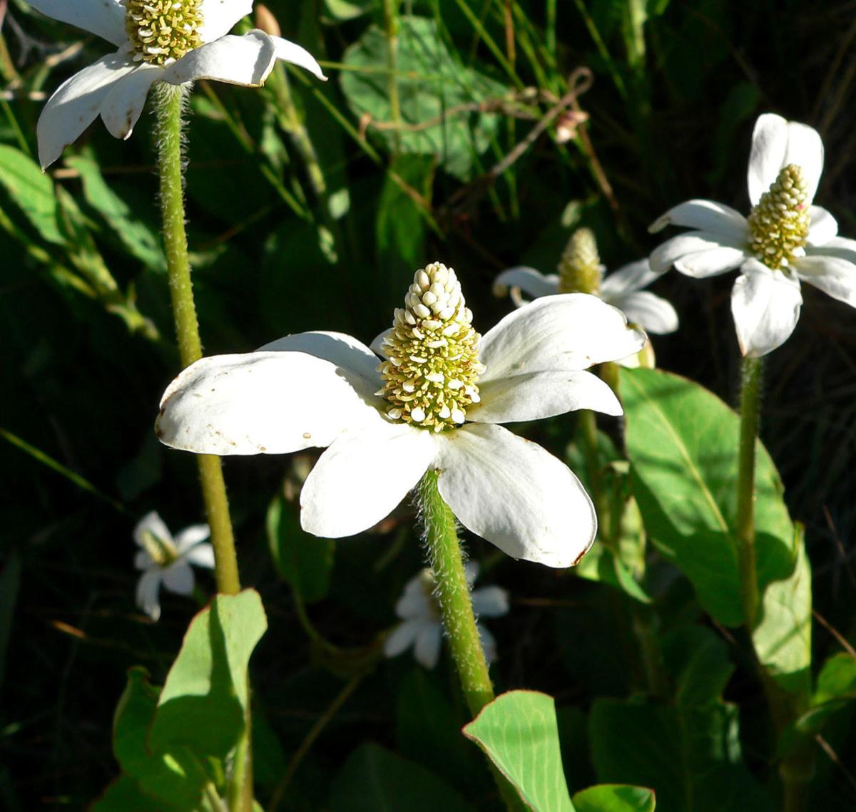 Yerba del manzo: A versatile healing herb | Home & Garden | taosnews.com