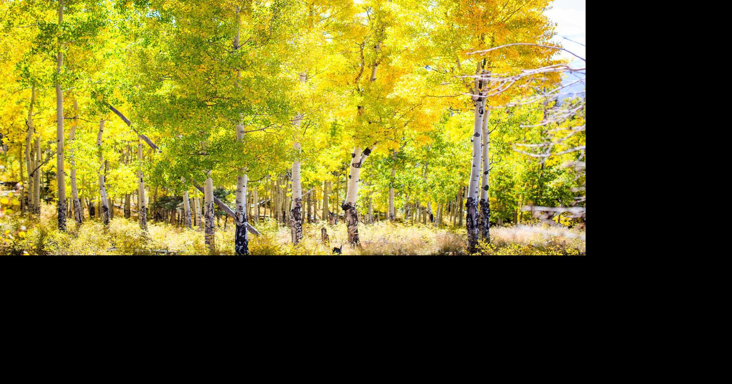 Incredible art + fall colors = spectacular! | Fall Festivals | taosnews.com