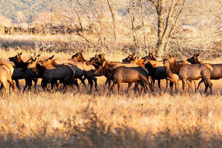 100-strong elk herd gathers beneath Pueblo Peak | Photo Galleries ...