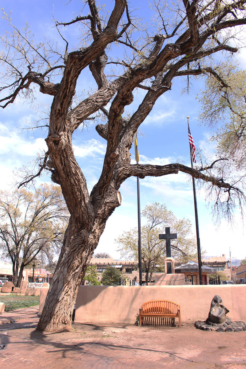 Historic Taos Plaza: Town plants trees, considers structure upgrades ...