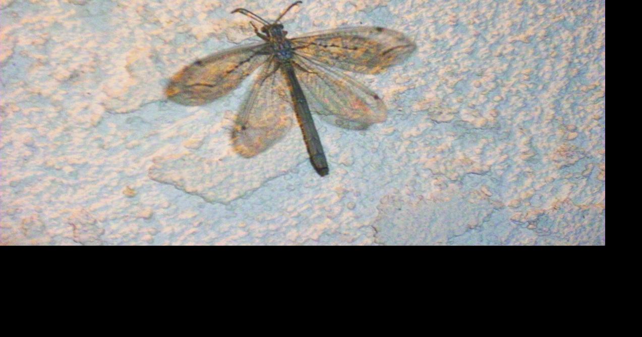 Dragonfly or damselfly? ‘Helicopters’ of the insect world | La Vida ...