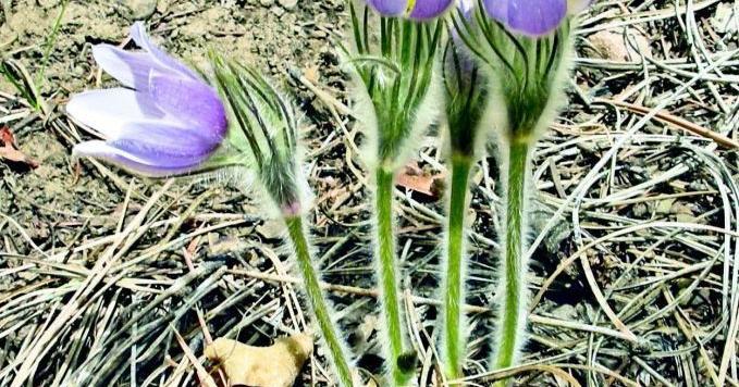 pasque flower native range