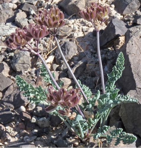 Spring parsley springs forth | Home-and-garden | taosnews.com