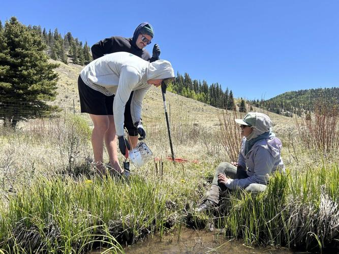 Willow trees key to Rio San Antonio, native fish habitat restoration ...