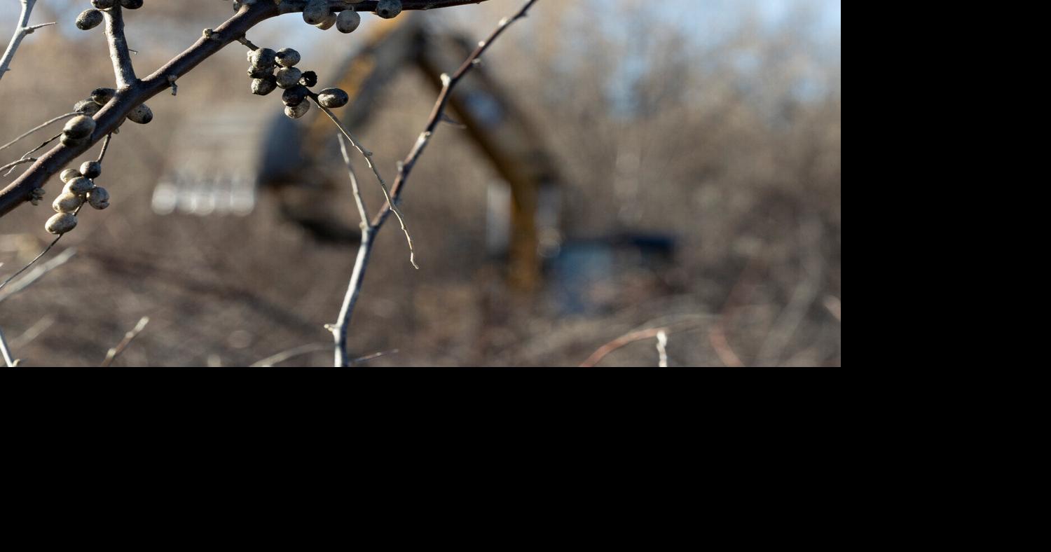 Project removes thousands of Russian olives | Environment | taosnews.com